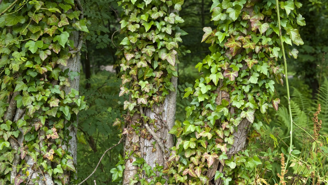 Risks hidden in yard and personal photos