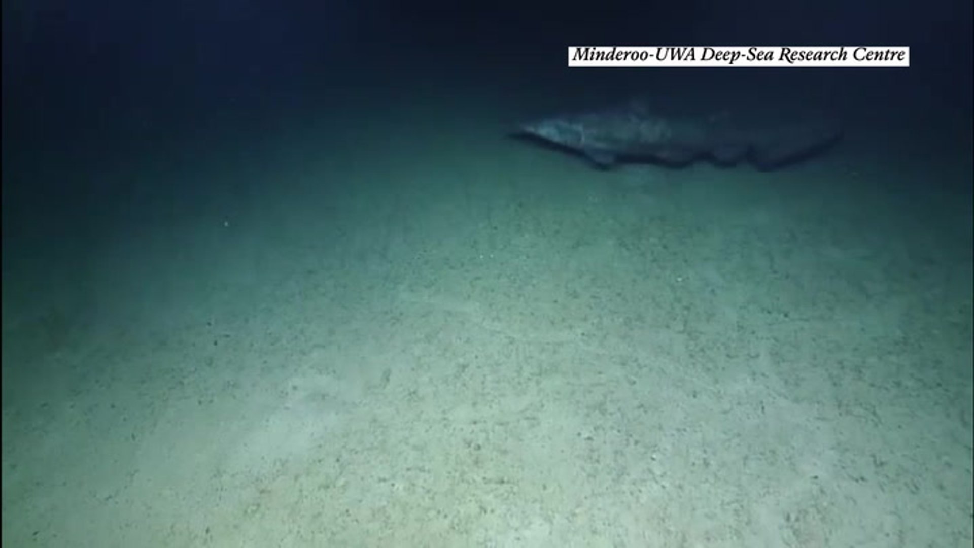 Footage reveals 'ugly' goblin shark alive in the wild for the first time