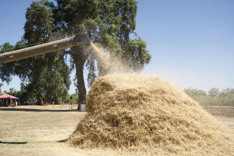 Annual threshing bee rejects modernity, embraces tradition
