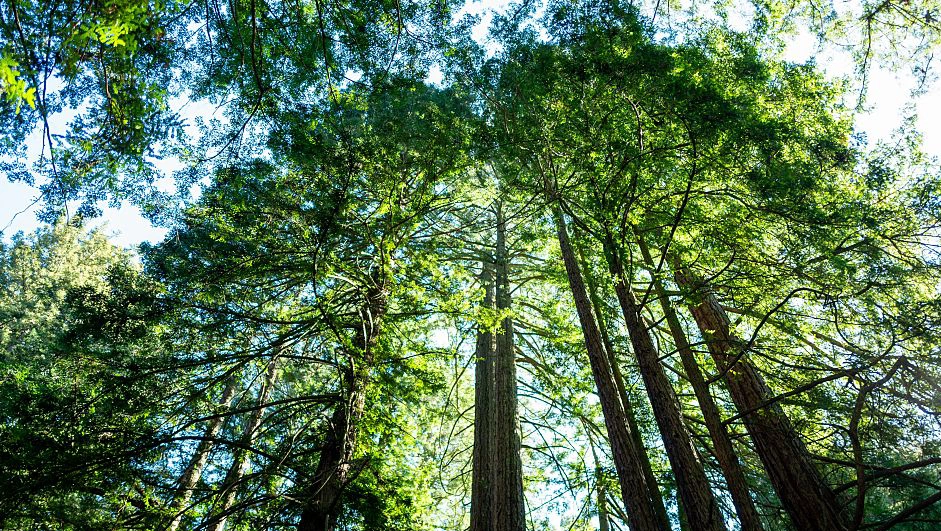 9 ancient forests across the United States