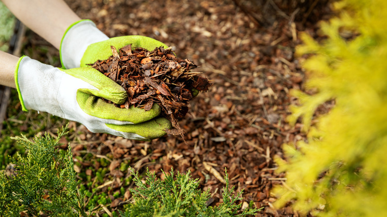 The truth about gardening mulch