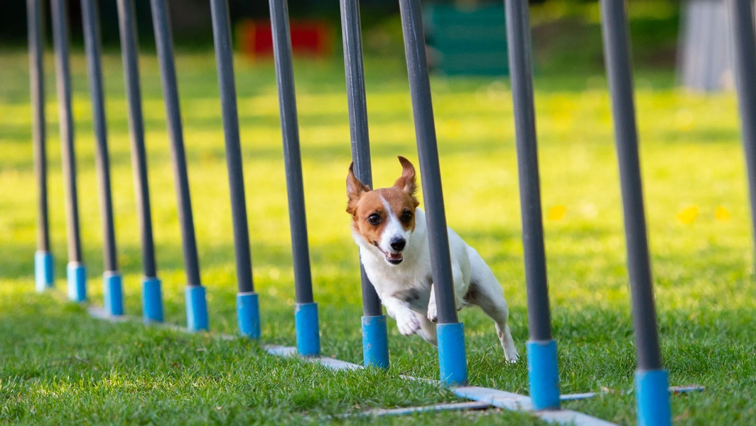 Turning your dog into an agility star