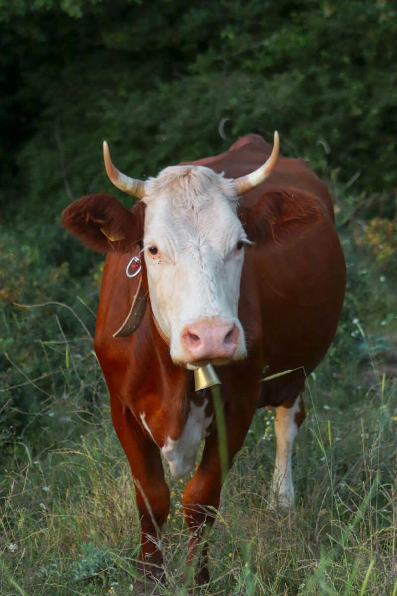 Bail à cheptel : quand investir dans une vache rapporte plus que l ...