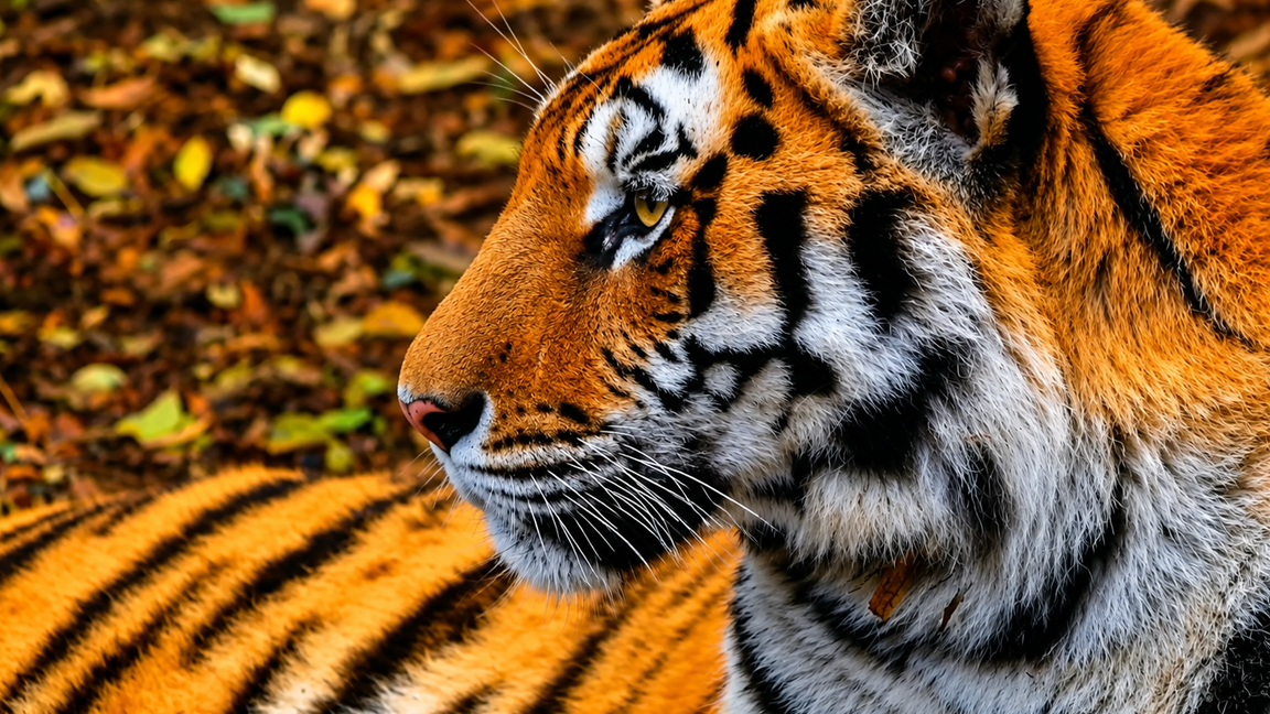 The silent focus of a powerful hunter