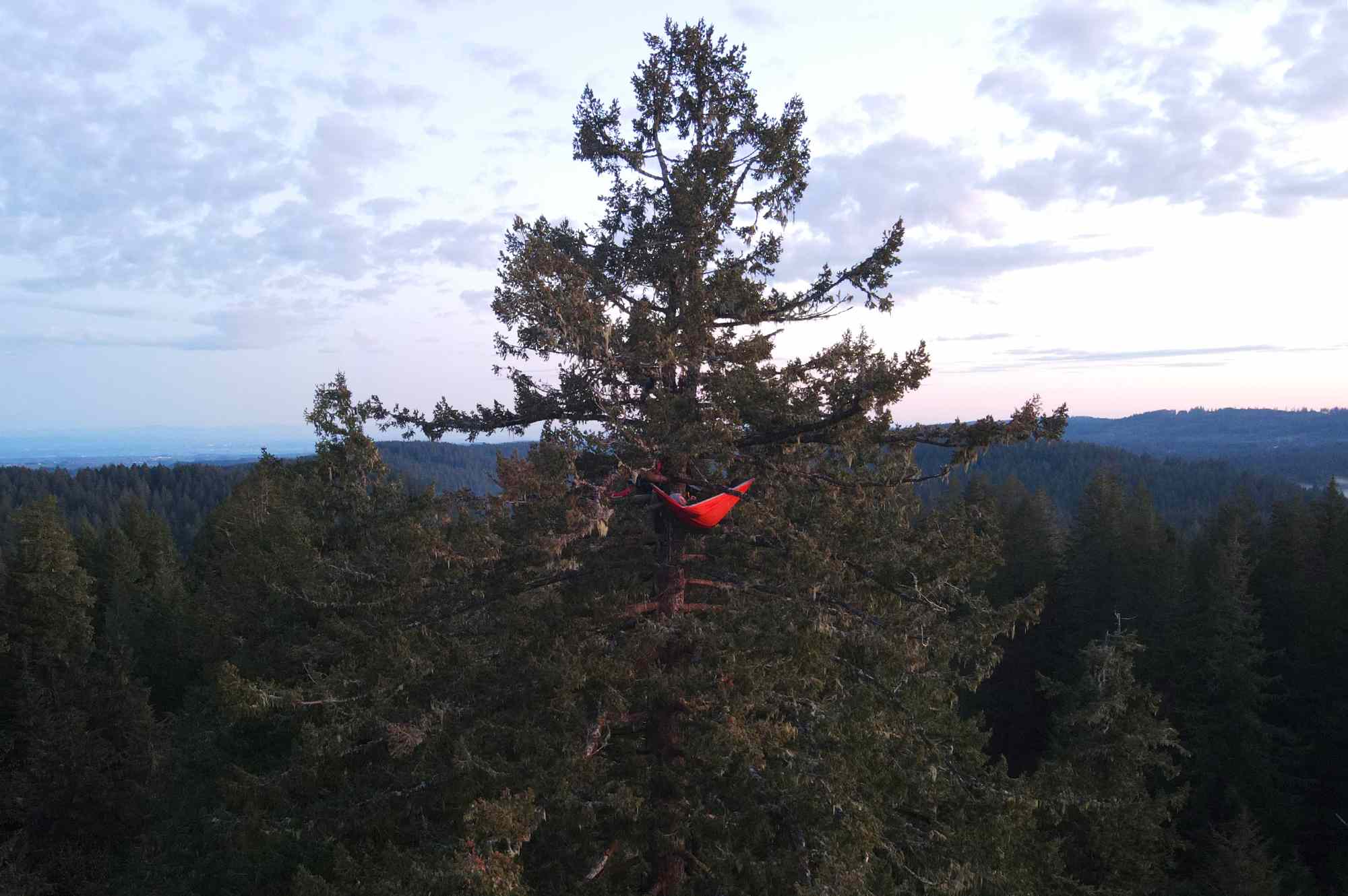 You can camp in the branches of old-growth trees in Oregon—and it may ...