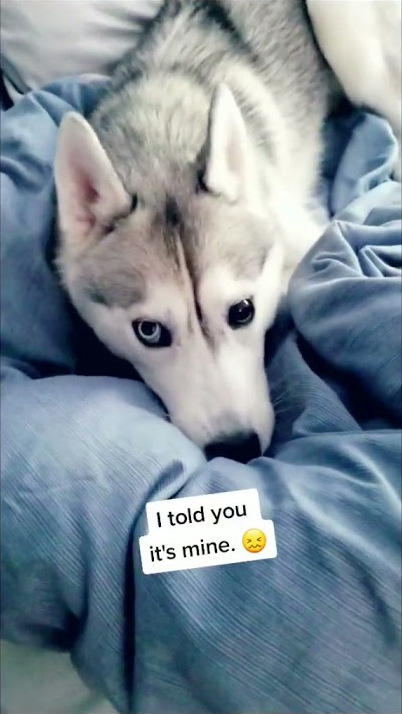 Husky gets caught sneaking on the bed