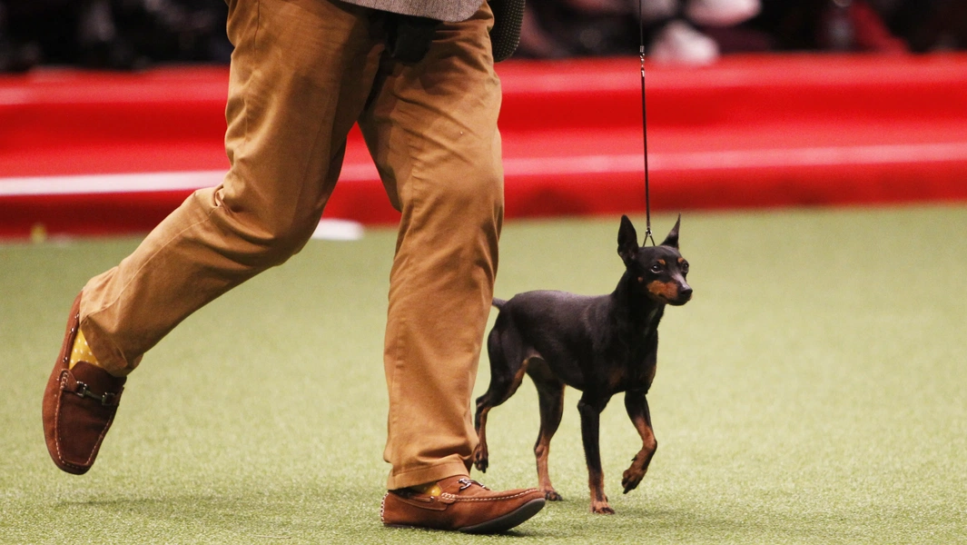 Miniature pinscher stands out as energetic 'king of toys'