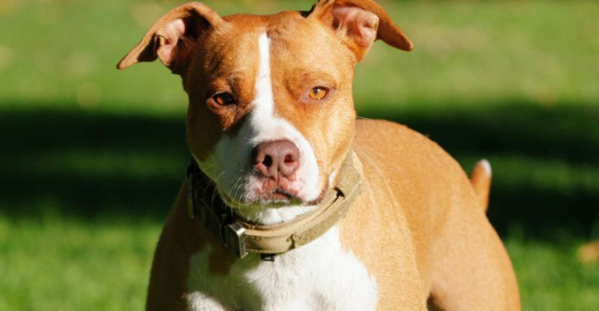 These 11 dog breeds appear in bite-related legal actions more than any ...