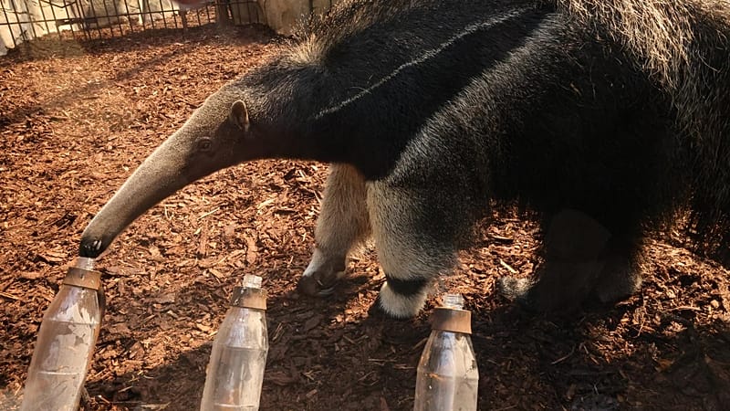 Anteater prediction: how World Cup oracle Taio tips Germany's opening match