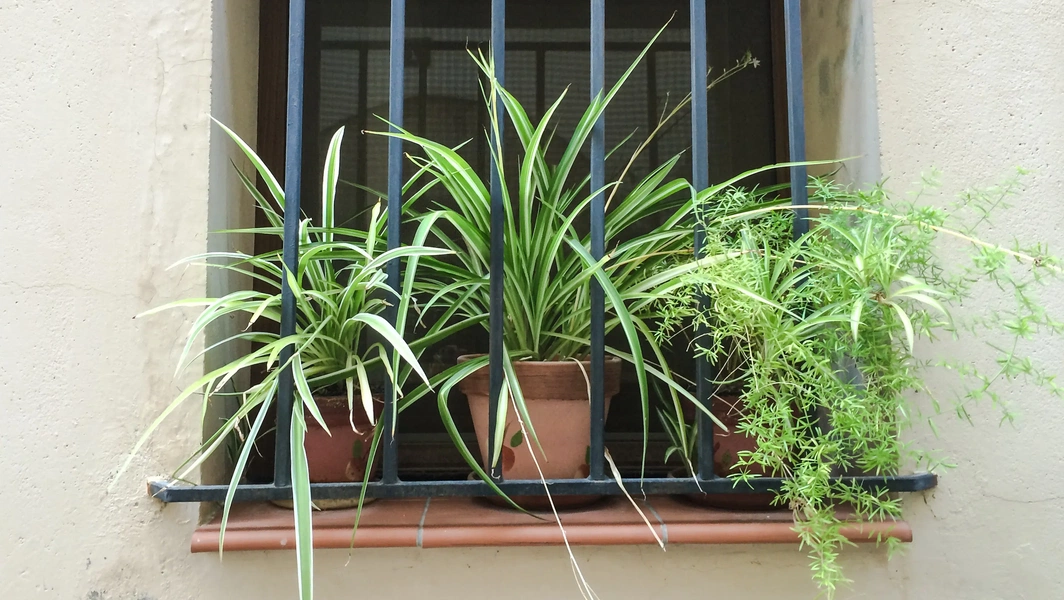 Optimal care and placement for spider plants