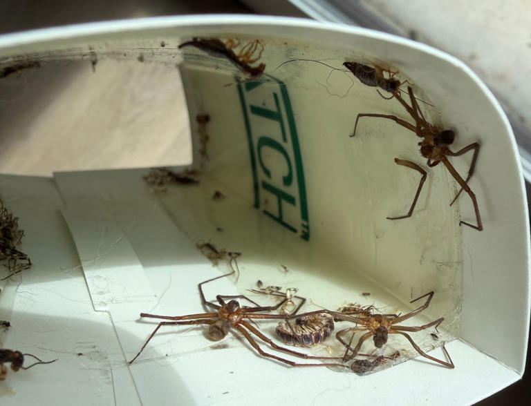 Mother of 2 finds venomous spiders in 'every corner' of their home, but ...