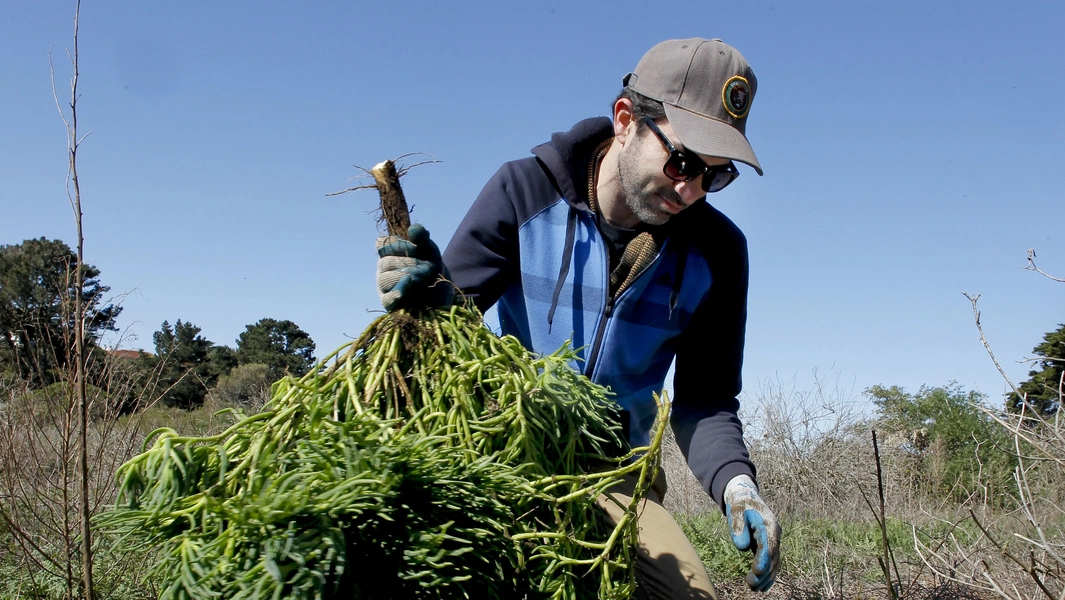 How invasive plants spread and impact ecosystems