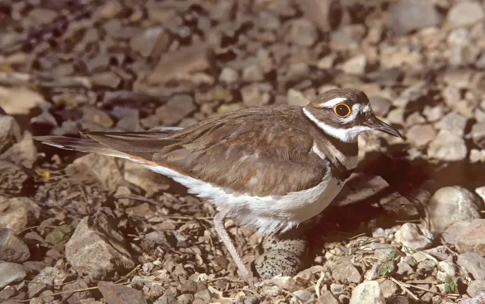 How to spot and protect killdeer nests