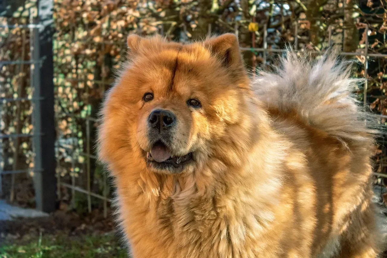 9 dog breeds vets say handle being left alone - but owners should still ...
