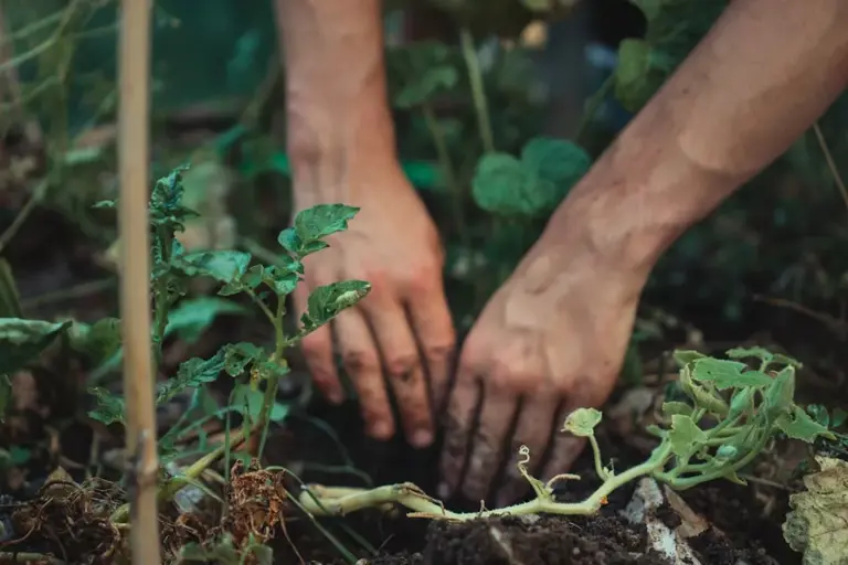 USDA map update means you should plant earlier this year