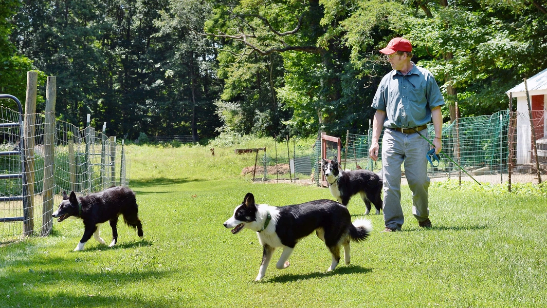 How dogs learn and understand human words