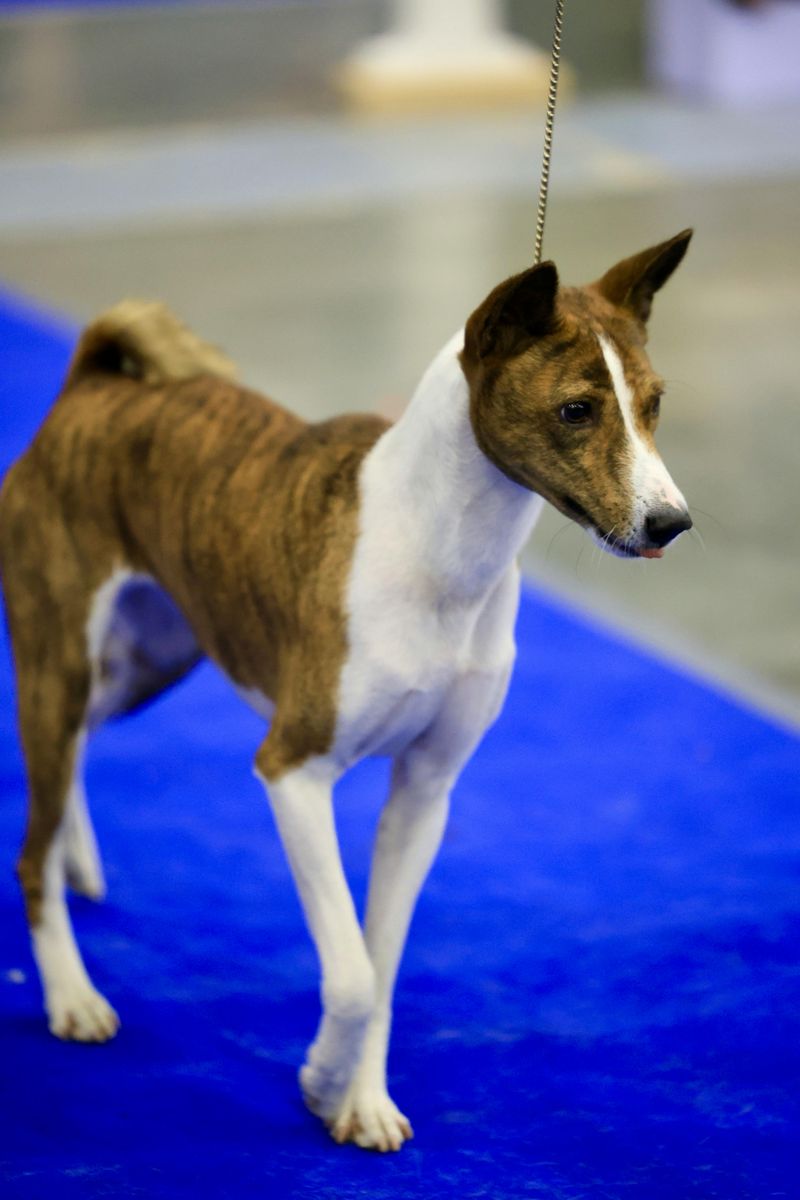 10 dog breeds that make clean living much easier than expected