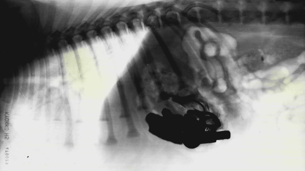 5 unusual objects found in dogs’ stomachs