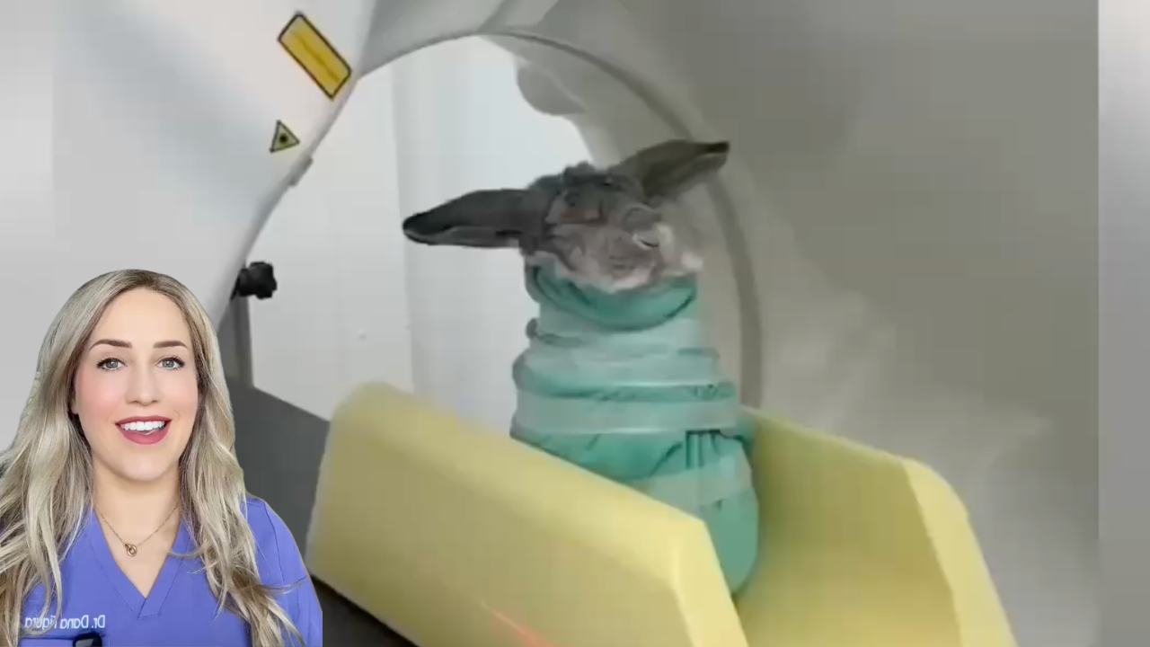 The surprising role of CT scans in animal care, according to Dr. Dana ...