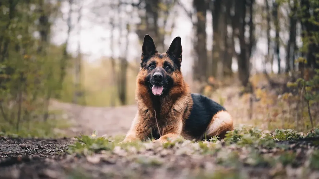 5 dog breeds that terrify vets when left alone - The anxiety can turn ...