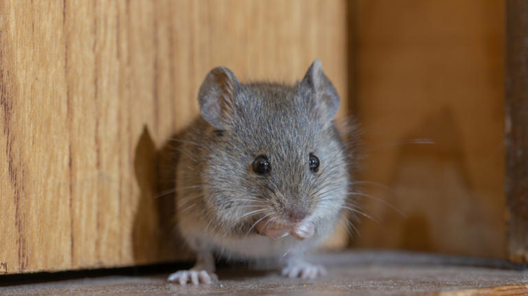 What to do if you find mice in your attic