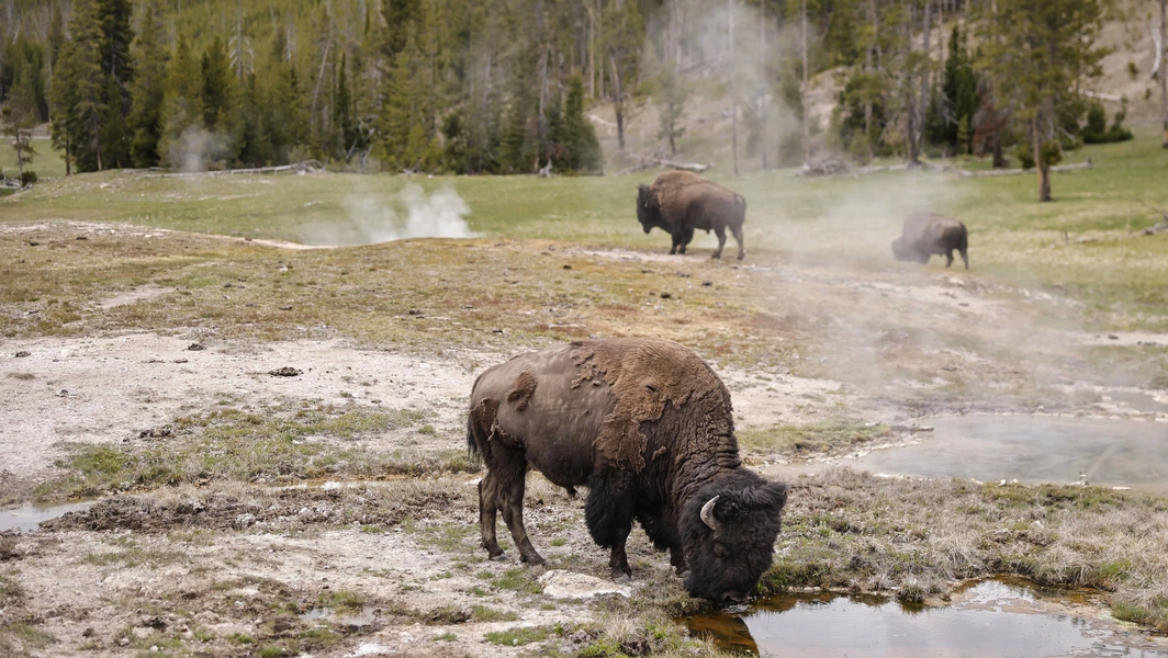 Yellowstone bison: Ecology, migration, and conservation