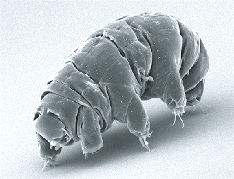 14 creatures around the world with survival skills that seem impossible