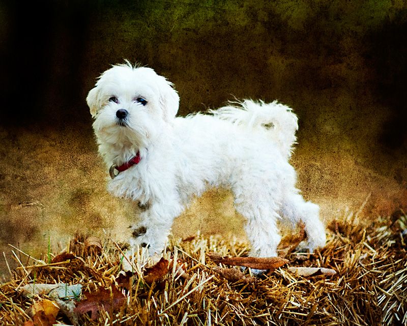 11 easygoing dog breeds seniors love, plus 3 that demand much more energy