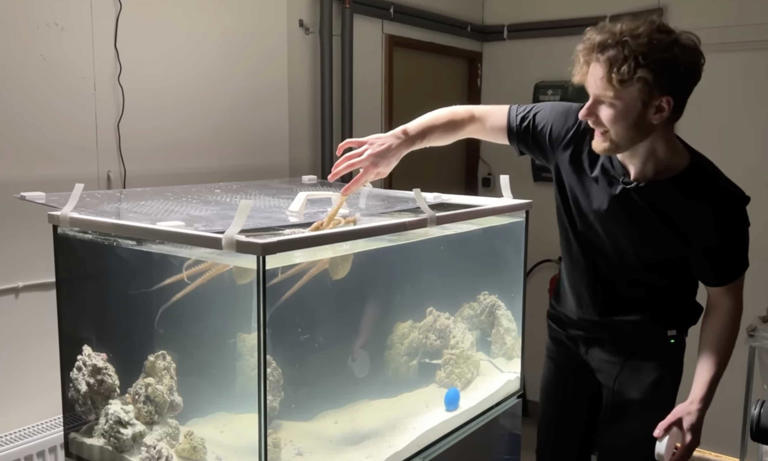Octopuses use mirrors to map space like primates and dolphins