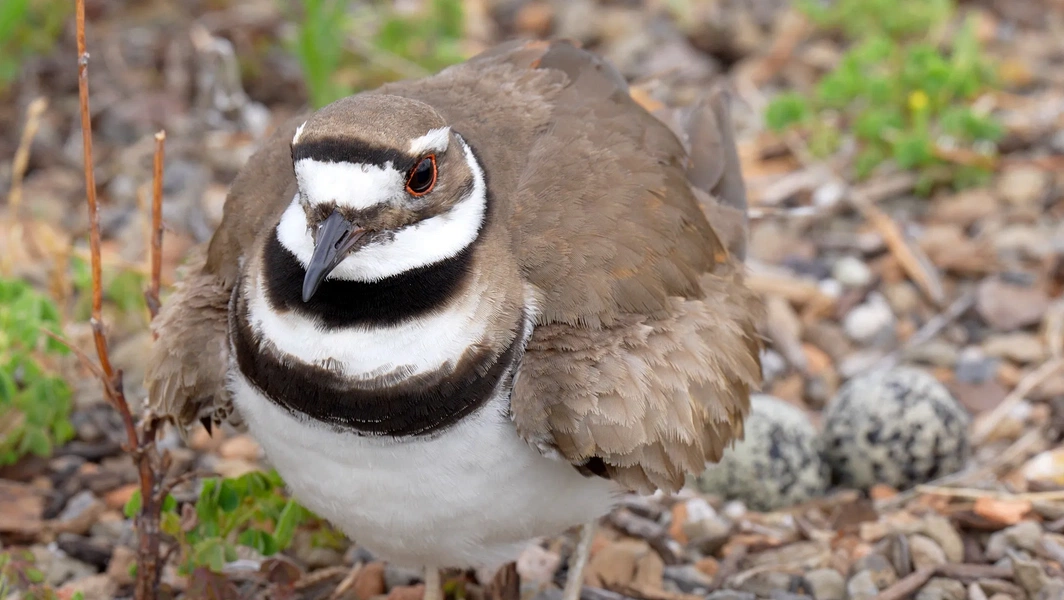 How to spot and protect killdeer nests