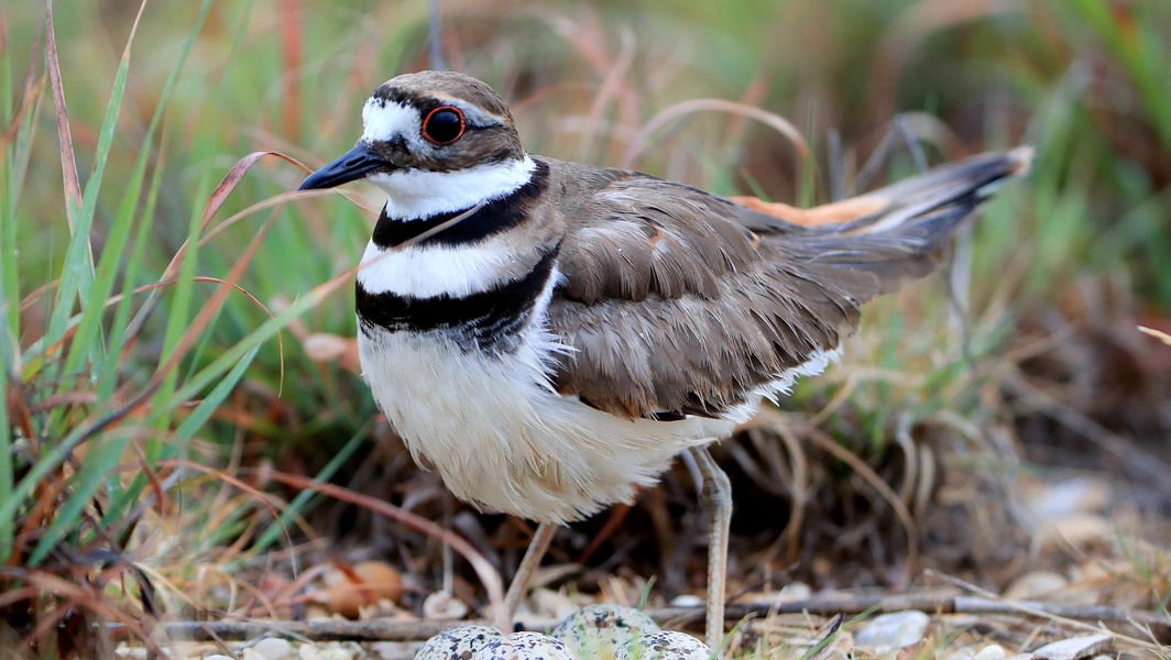 How to spot and protect killdeer nests