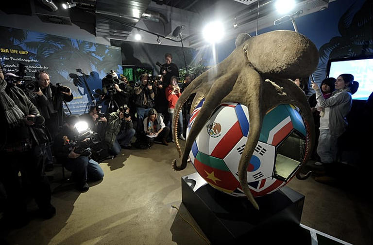 Anteater prediction: how World Cup oracle Taio tips Germany's opening match