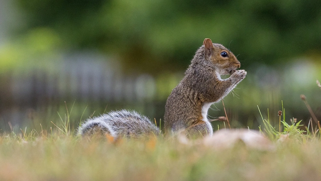How to protect gardens from squirrel damage