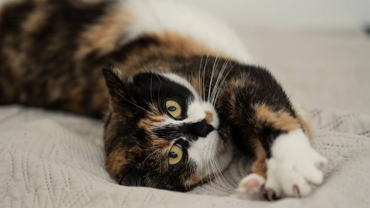 Calico cat makes her feelings about mom and dad’s late bedtime very clear