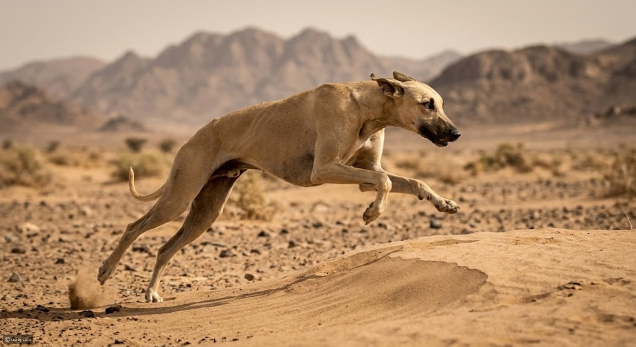 The 10 fastest dog breeds on Earth — faster than Usain Bolt