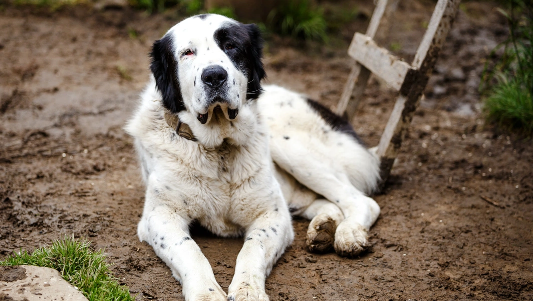 Why livestock guardian dogs steal hearts