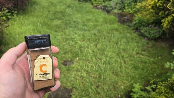 Gardeners urged to sprinkle cinnamon powder on lawns in June
