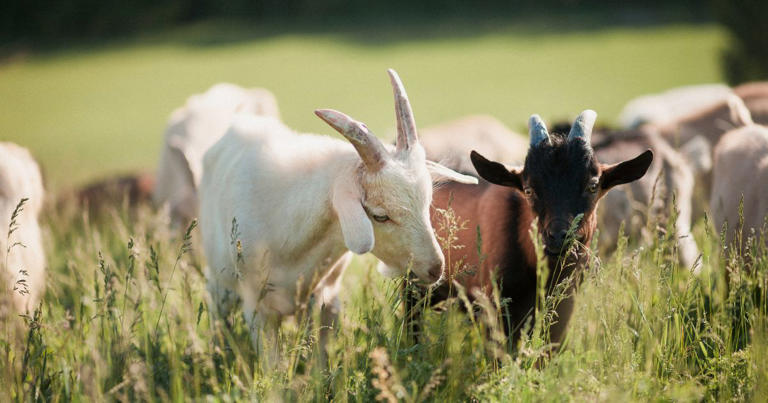 Evil among us: Black magic suspected after cameras capture goat being ...