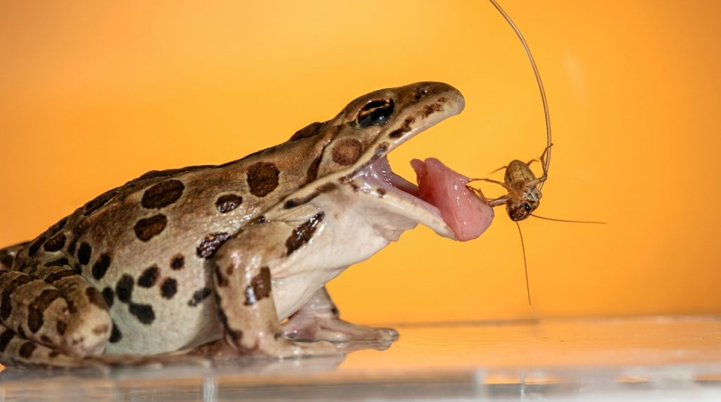 The secret inside a frog's mouth turned out to be more fascinating than ...