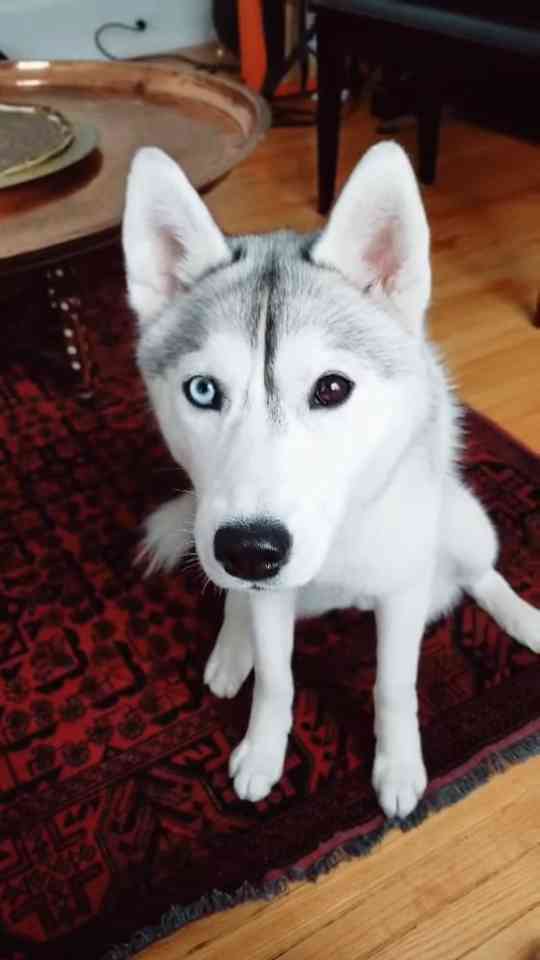 Husky gets upset because I pet another dog