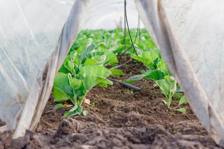 How to use inexpensive burlap to protect your garden beds from frost
