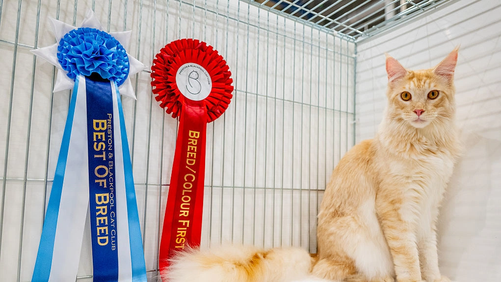 6 remarkable Maine Coon cats and their traits