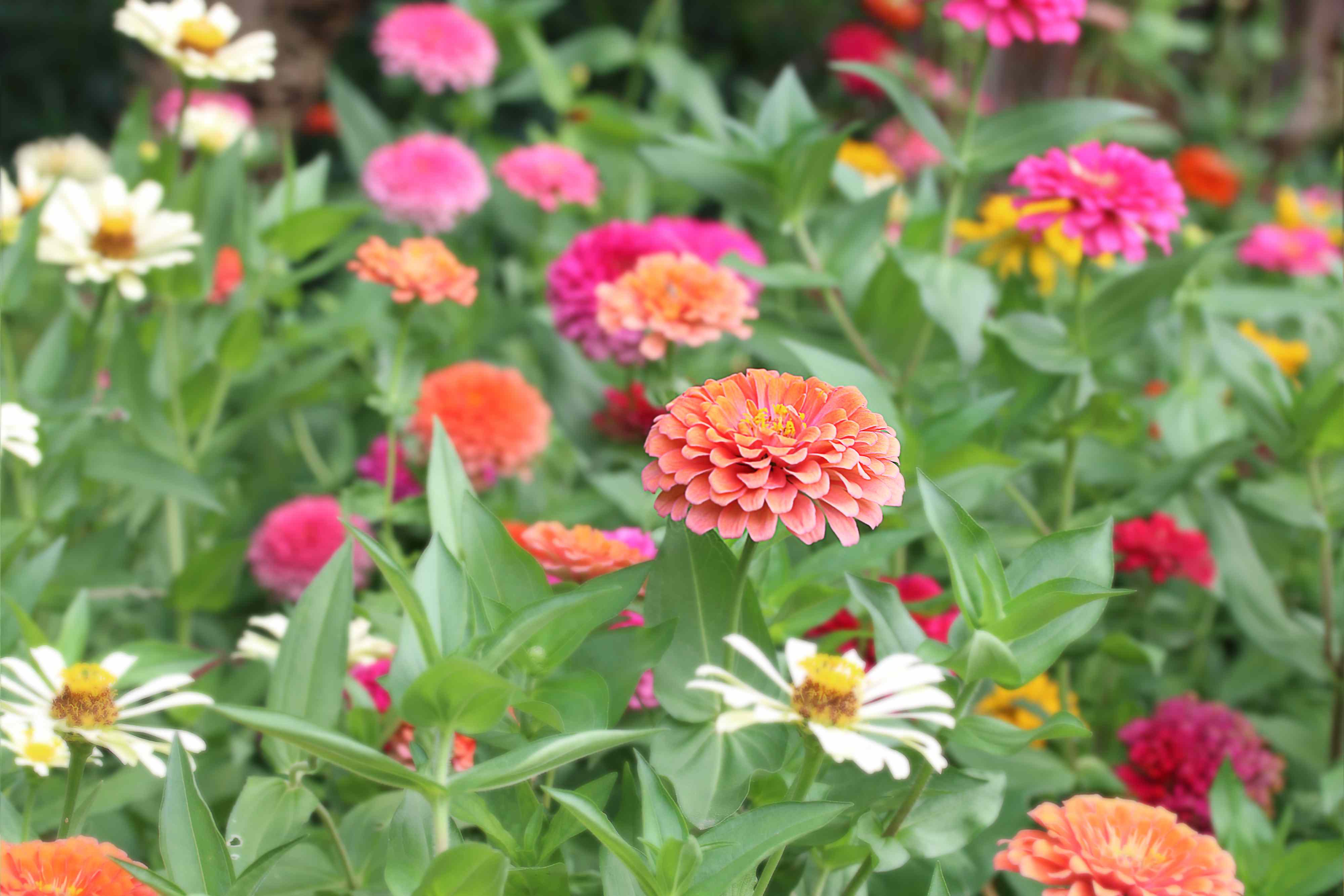 Gardeners agree this is the hardest annual flower to kill—and it ...