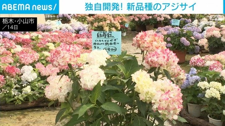 独自開発!新品種のアジサイ