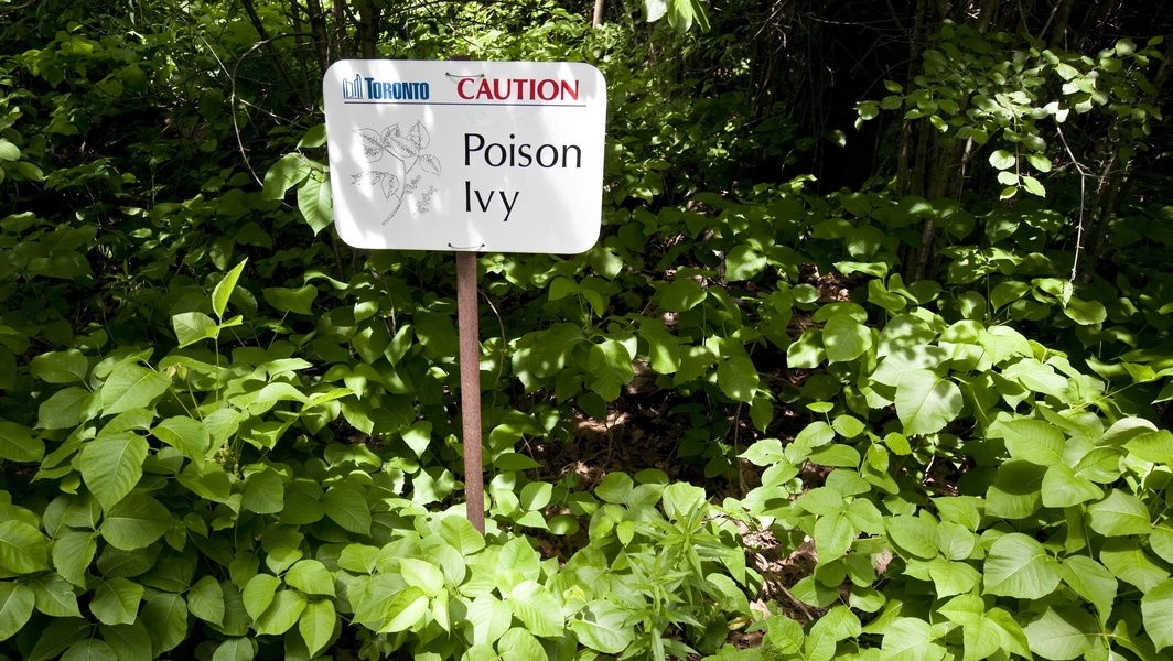 Safe identification, removal, and relief for poison ivy