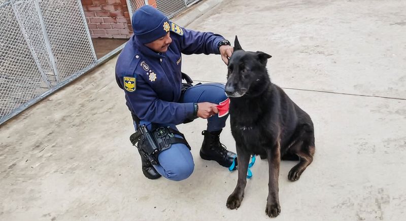 Residents rally as search for missing police dog Floppy continues in ...