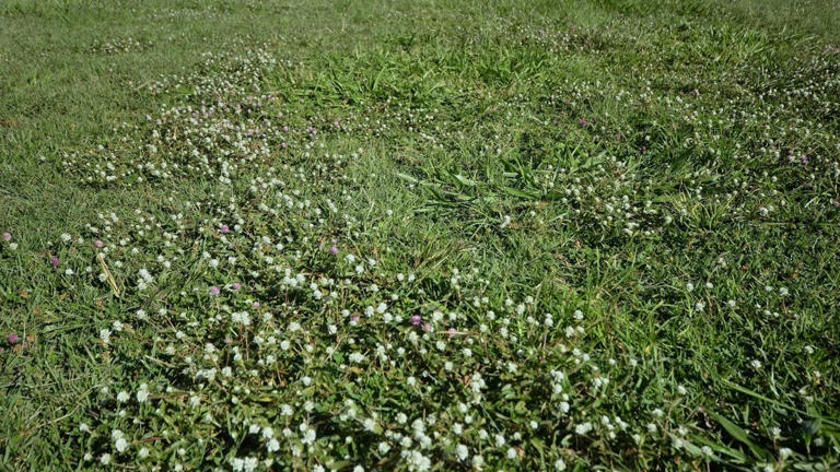 Stop pulling this weed from your lawn