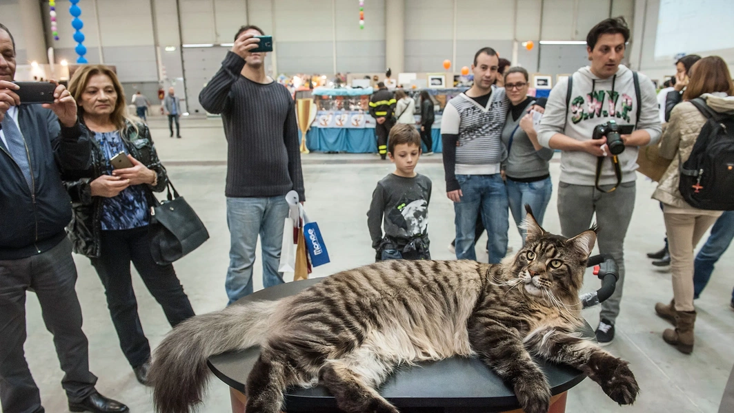 6 remarkable Maine Coon cats and their traits