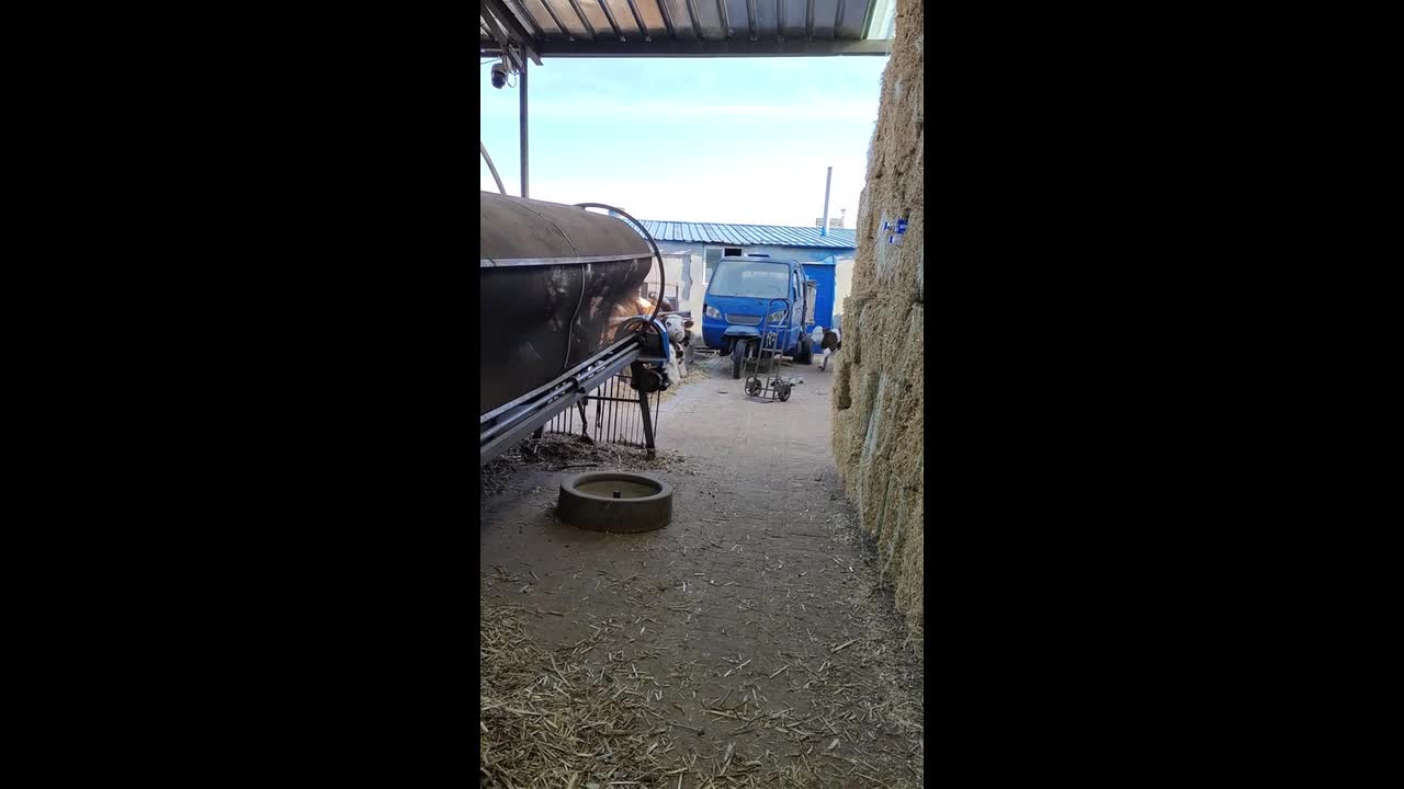 Dog gets kicked after chasing calf into barn in Liaoning, China