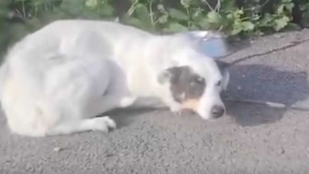 Man dumps dog at shelter in the dead of night: his actions turn into a ...